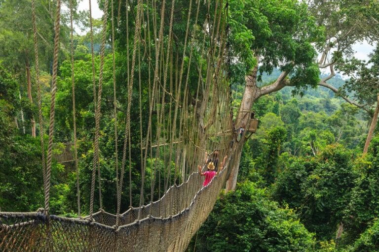 Kakum National Park 2026 — Canopy Walk, Wildlife | Akwaaba